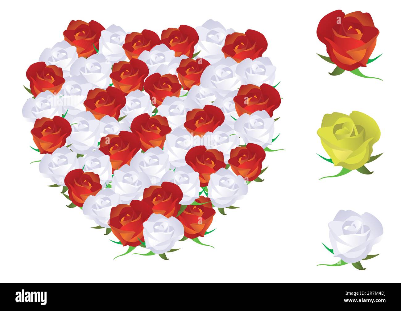 Vector illustration of a heart shape made from white and red roses. All ...