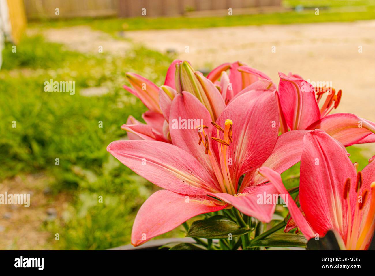 lily native to Mainland China, Hong Kong, Kinmen and Matsu Islands as ...