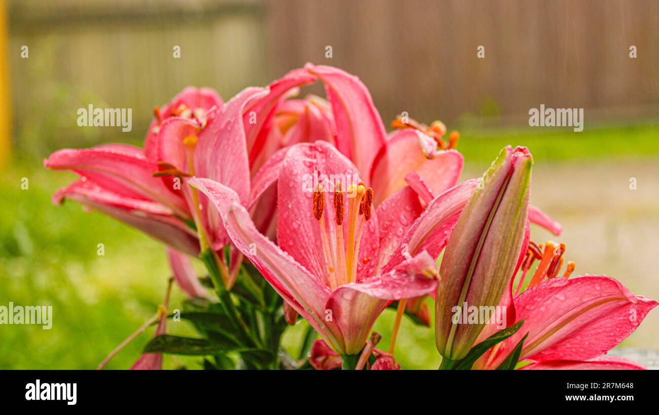 Ature lovers hi-res stock photography and images - Alamy