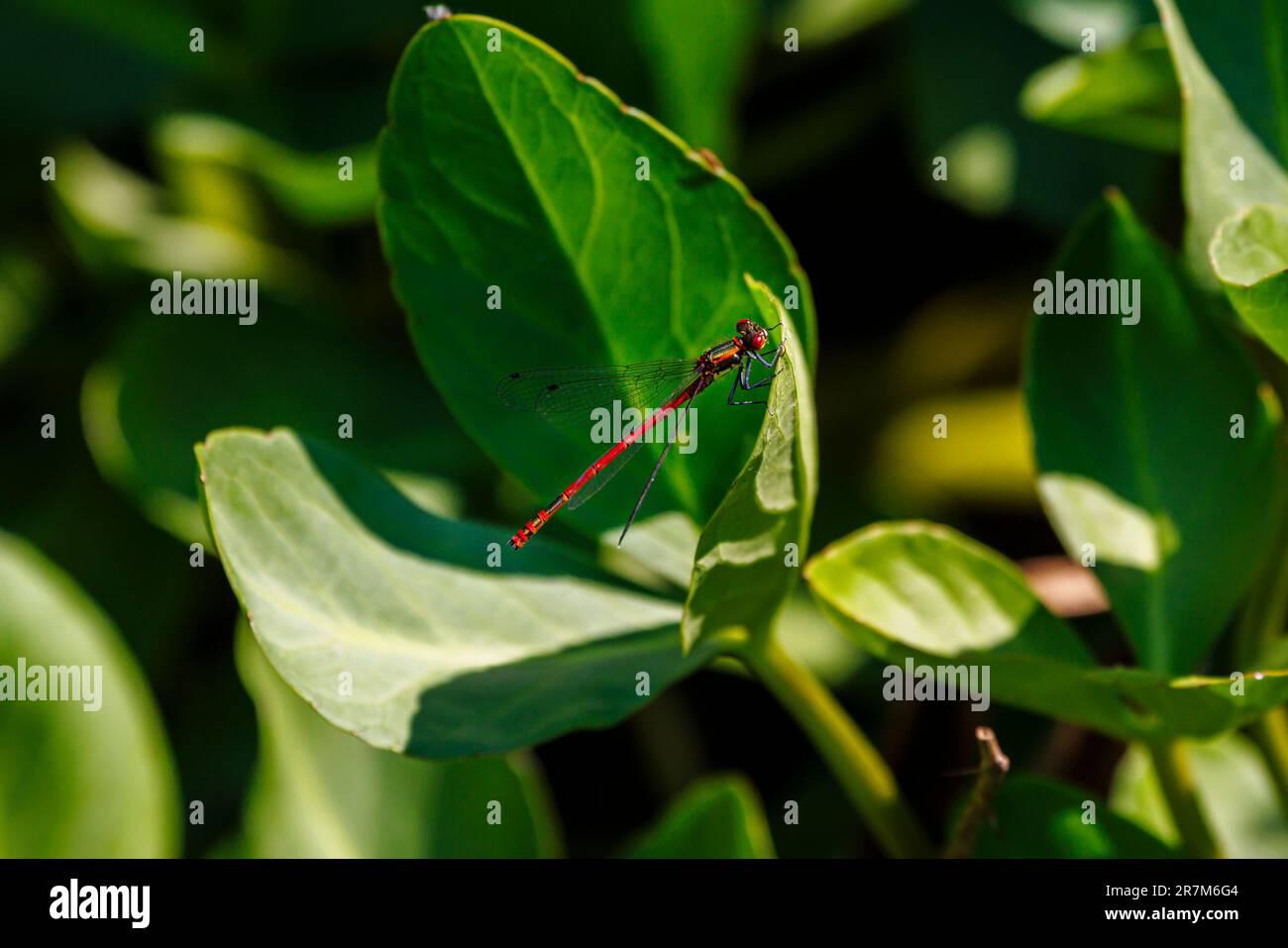 A Large Red Damselfly (Pyrrhosoma nymphula) at rest with closed wings ...