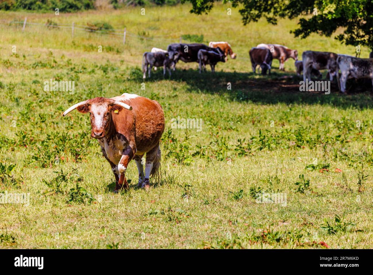 Rare breed English Longhorn beef cattle in a field in Mellersh Farm on ...