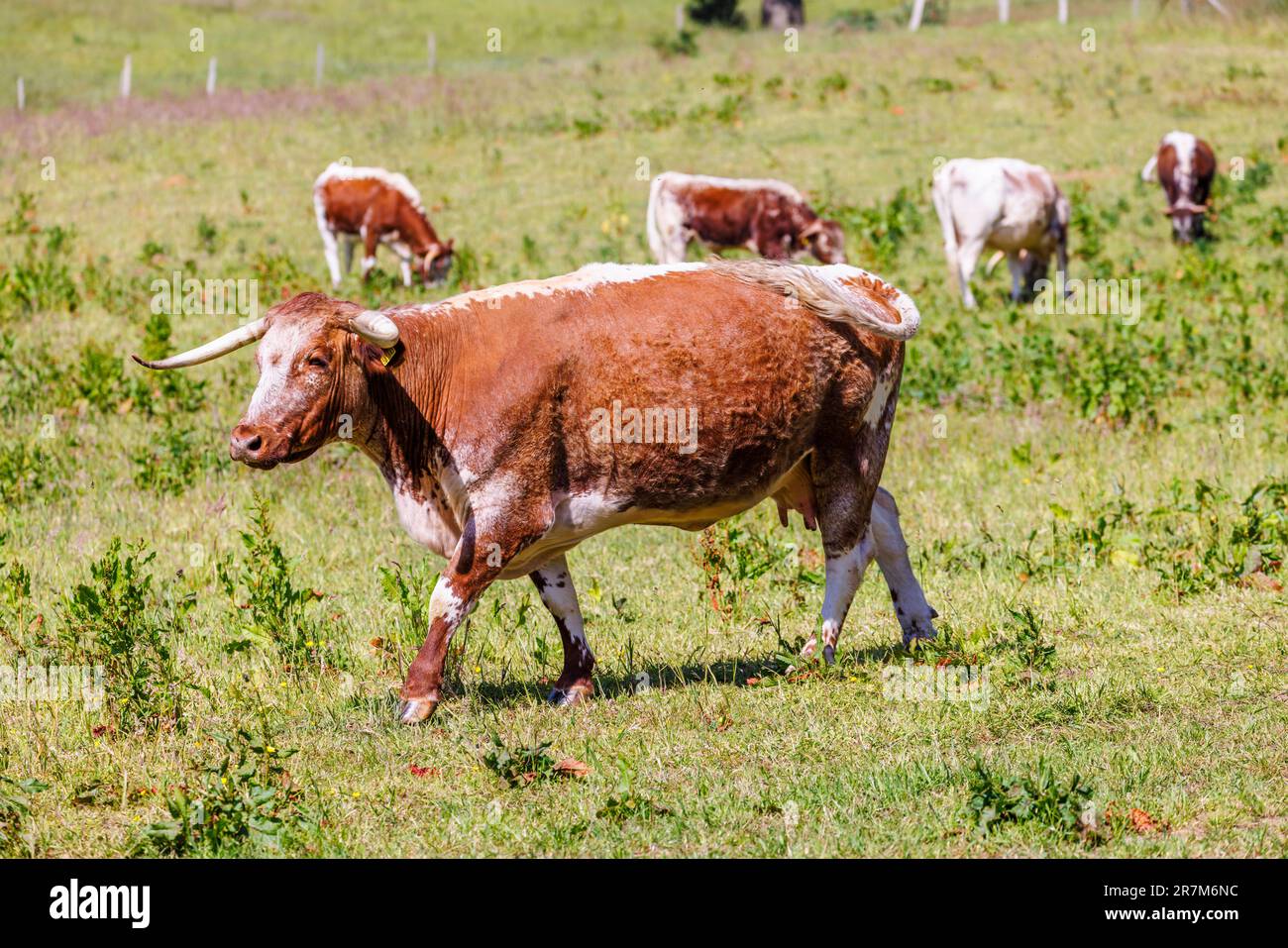 Longhorn beef cattle hi-res stock photography and images - Alamy