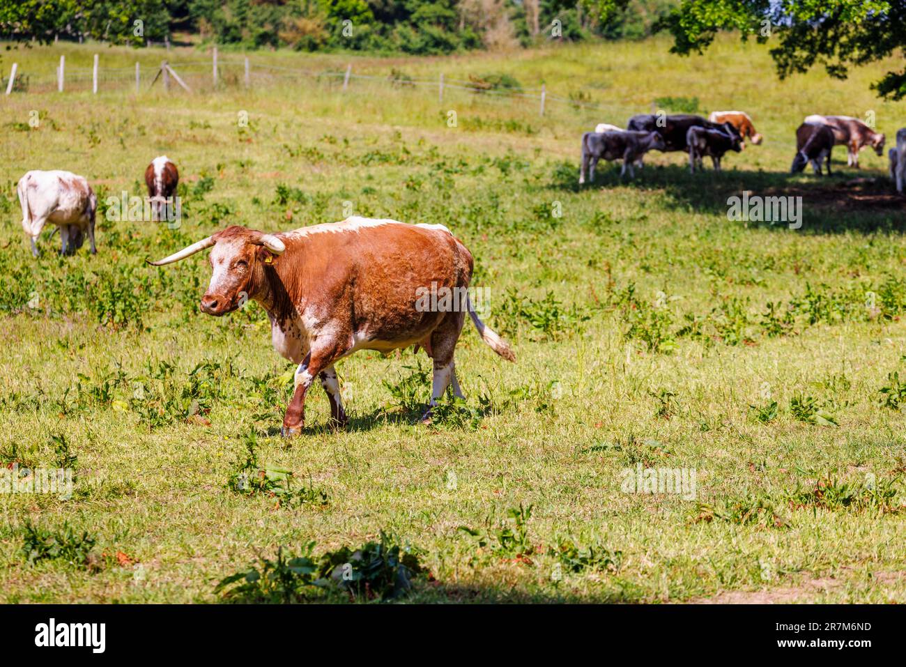 Rare breed English Longhorn beef cattle in a field in Mellersh Farm on ...
