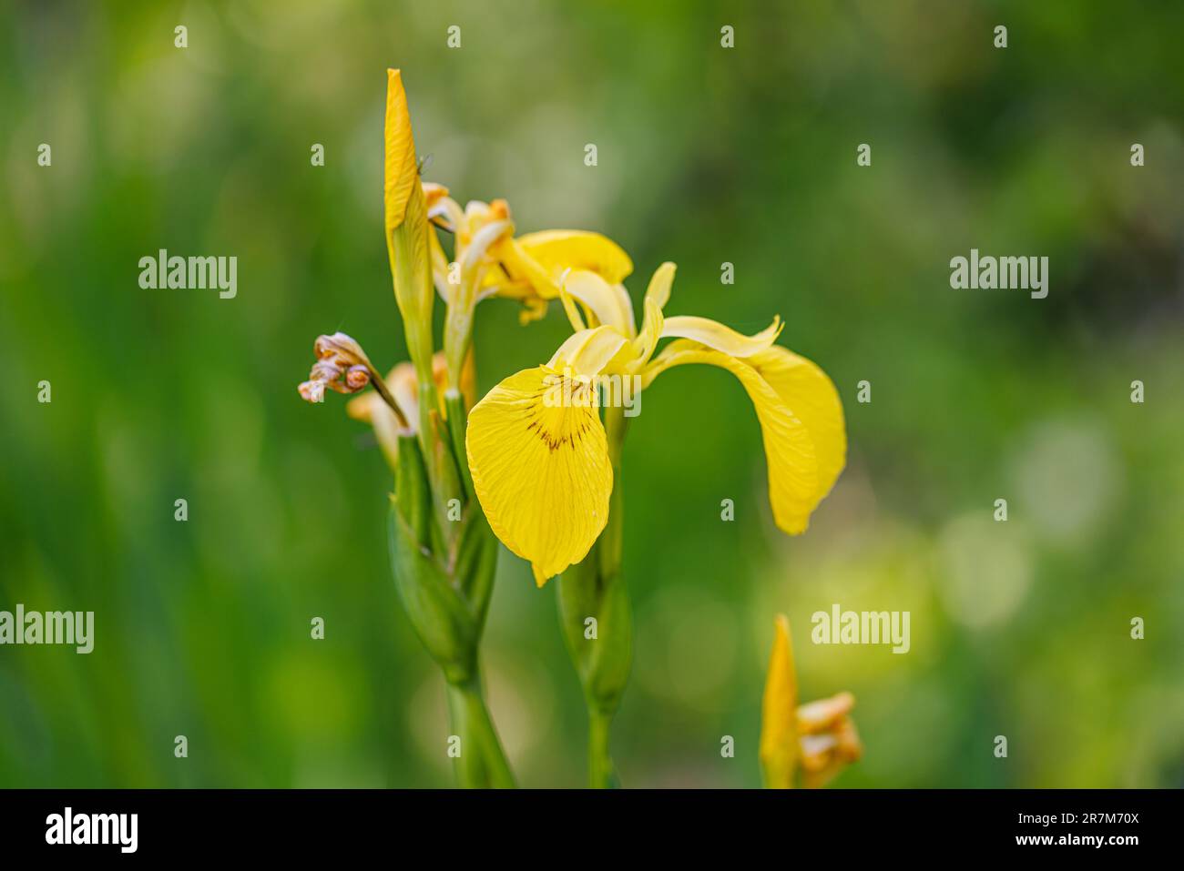 The damp-loving herbaceous perennial Iris pseudacorus, the water flag ...