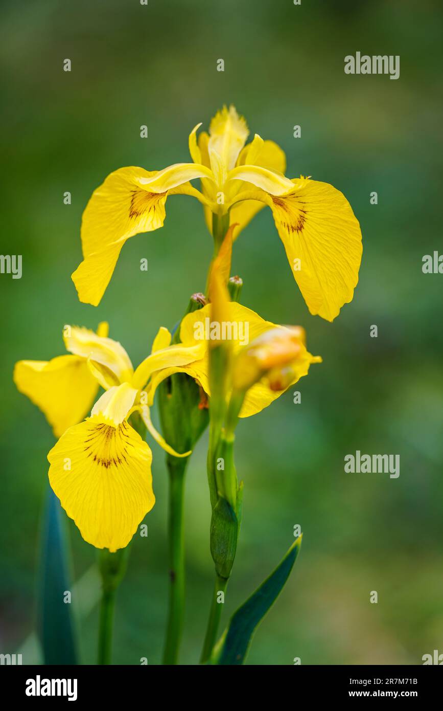 Perennial spring water hi-res stock photography and images - Alamy