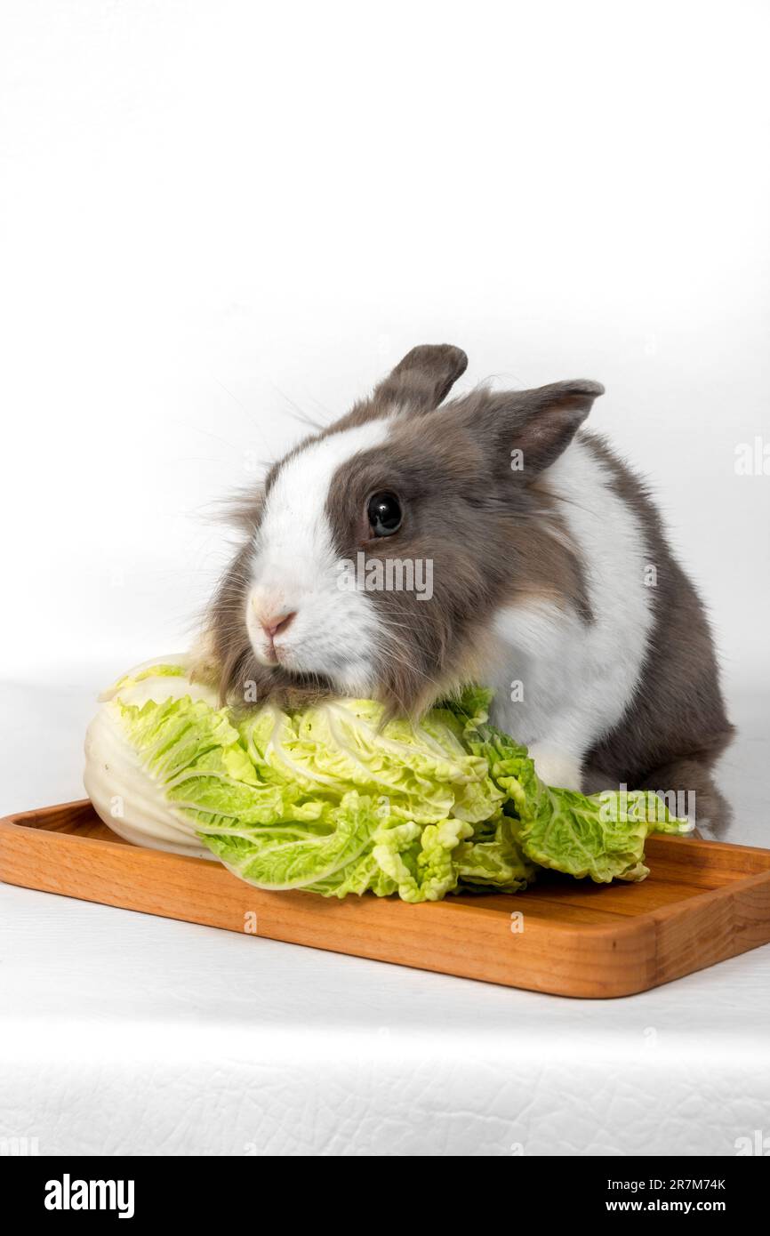Portrait of a gray rabbit with green cabbage on a white background. Pet ...