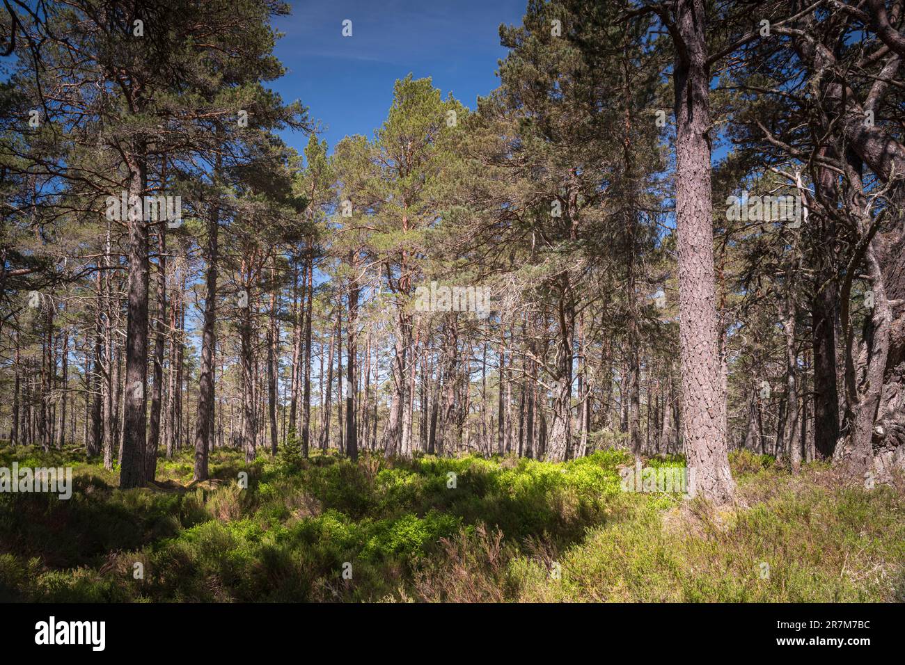 A summer HDR of trees in the Ancient Caledonian Forest at Abernethy ...