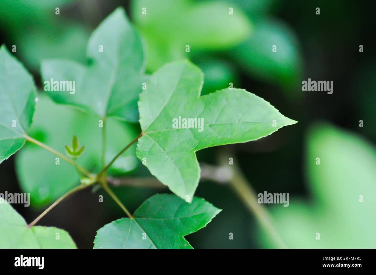 Acer saccharum marsh hi-res stock photography and images - Alamy