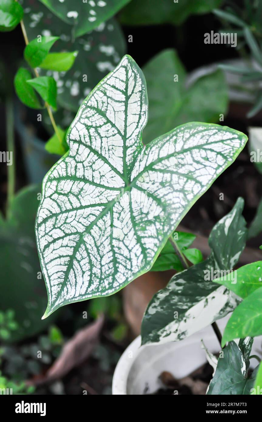 Caladium white wing hi-res stock photography and images - Alamy