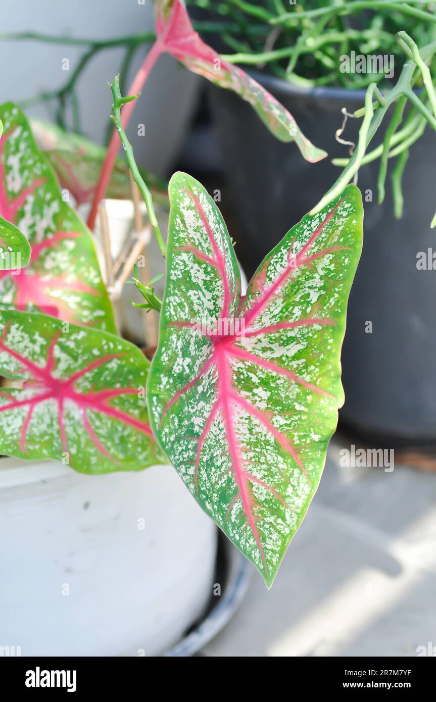 Caladium, Caladium Bicolor Vent or Caladium bicolor plant Stock Photo ...