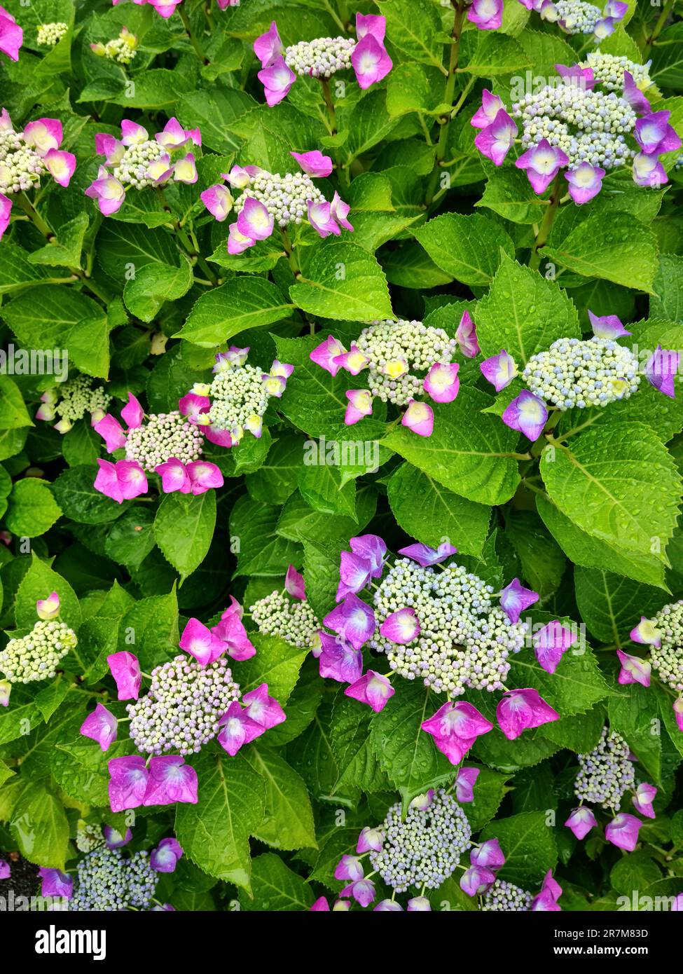 The relaxing green of the herbs is particularly intense in the first ...