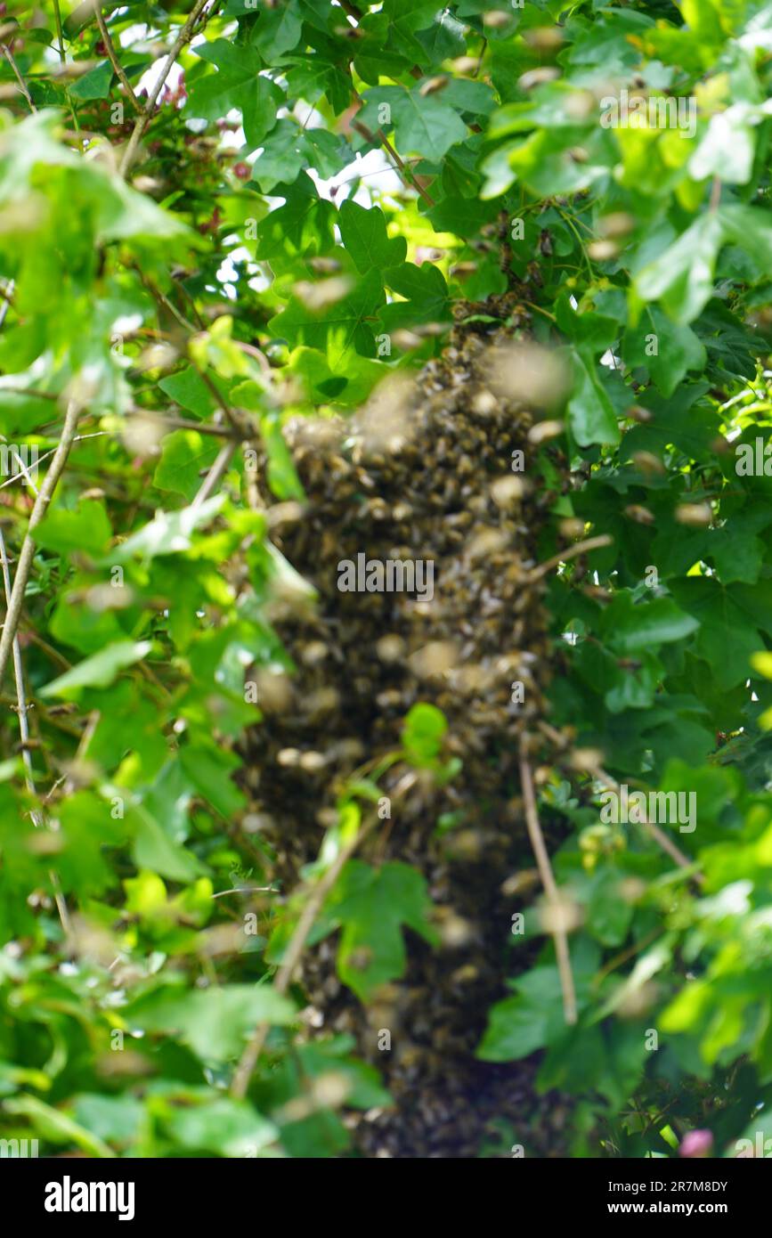 Swarm of Bees hanging in a tree Stock Photo - Alamy