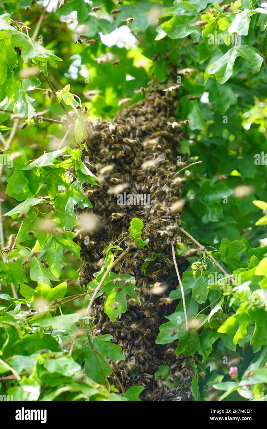 Bee hive hanging from tree hi-res stock photography and images - Alamy