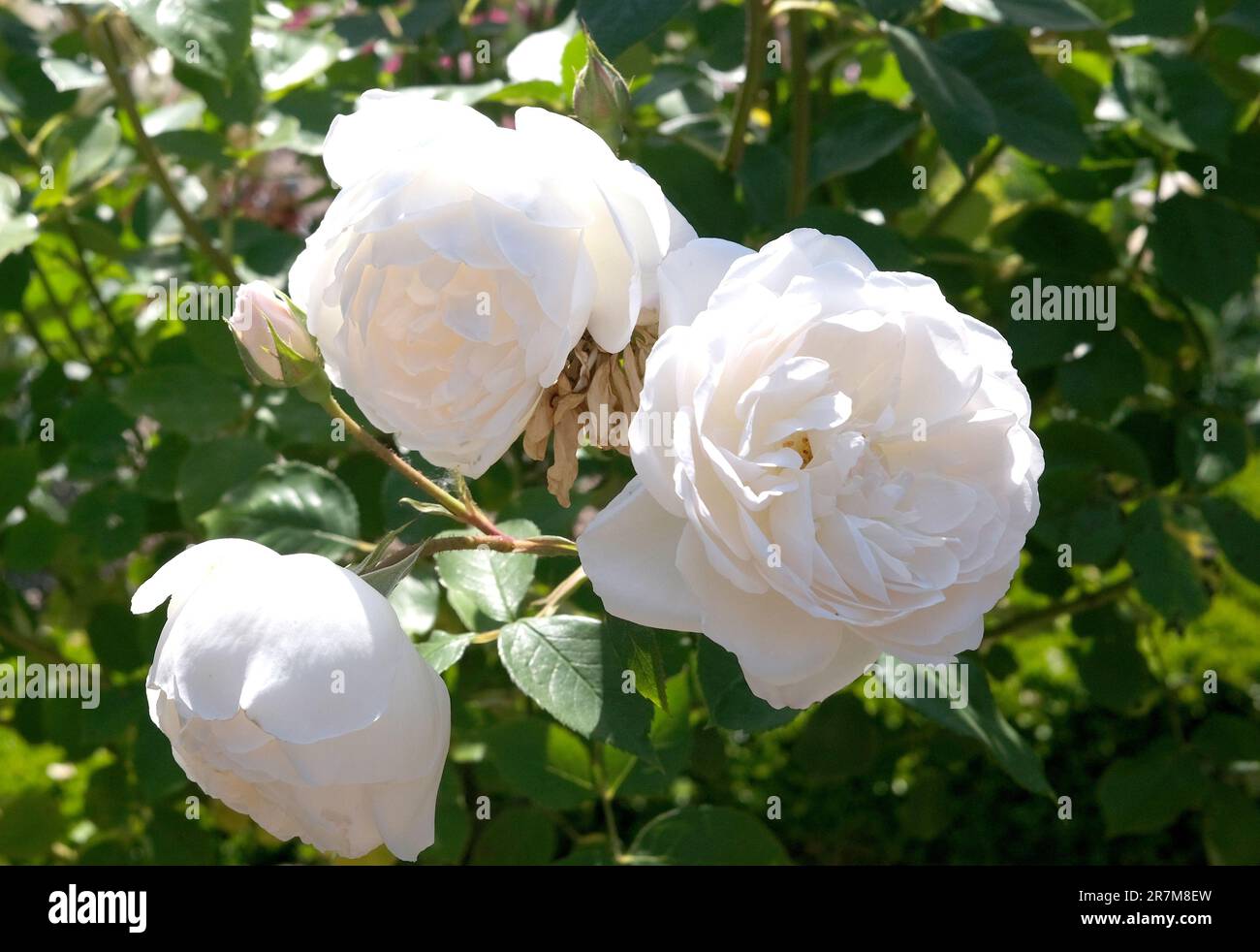 english white roses in county of kent,uk june 2023 Stock Photo - Alamy