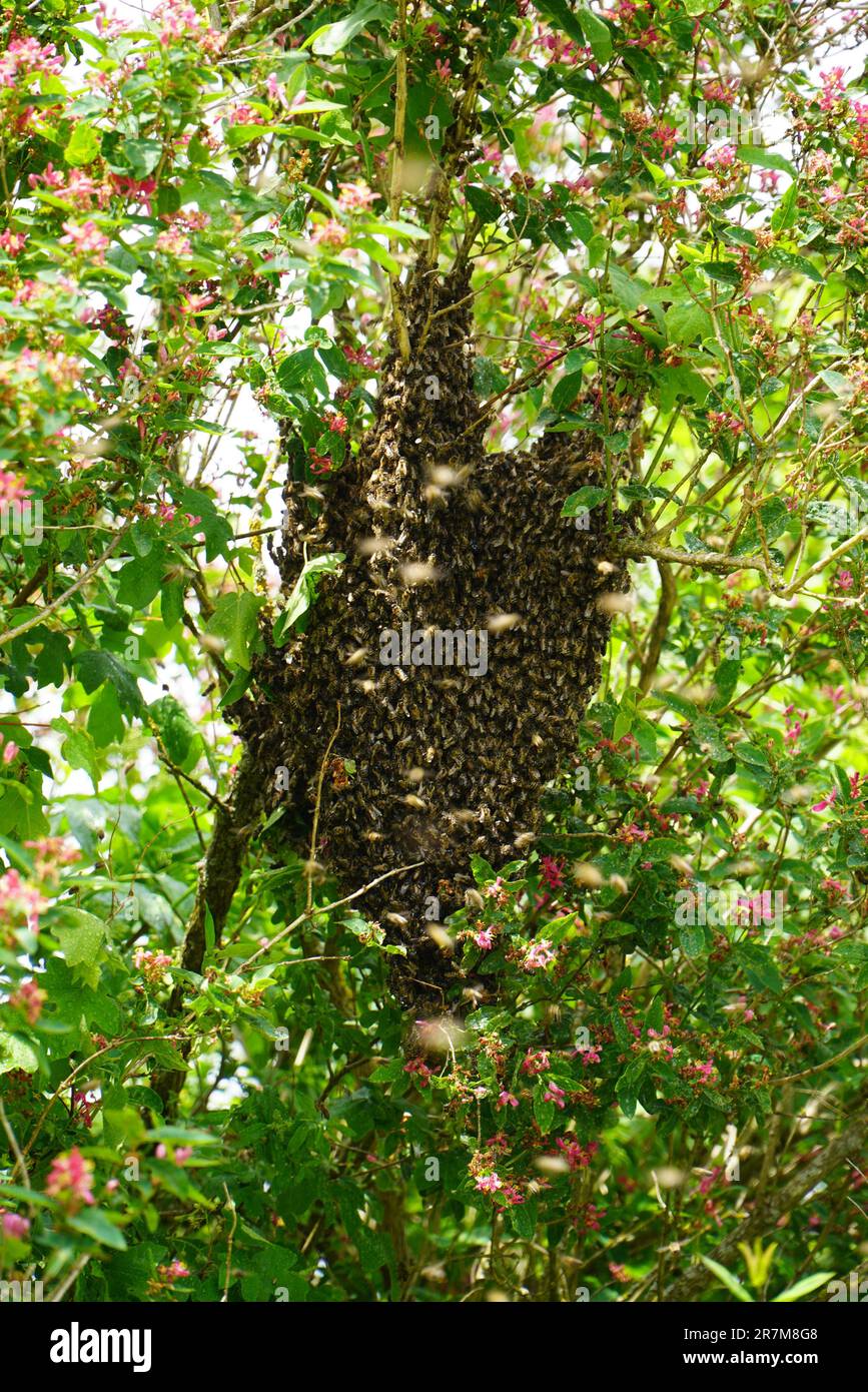 Bee hive hanging from tree hi-res stock photography and images - Alamy