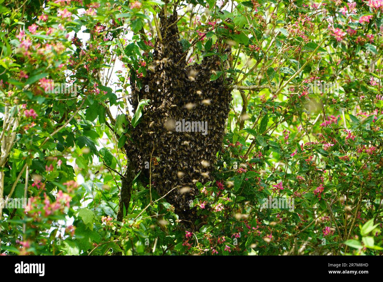 Bees nest in a tree hi-res stock photography and images - Alamy