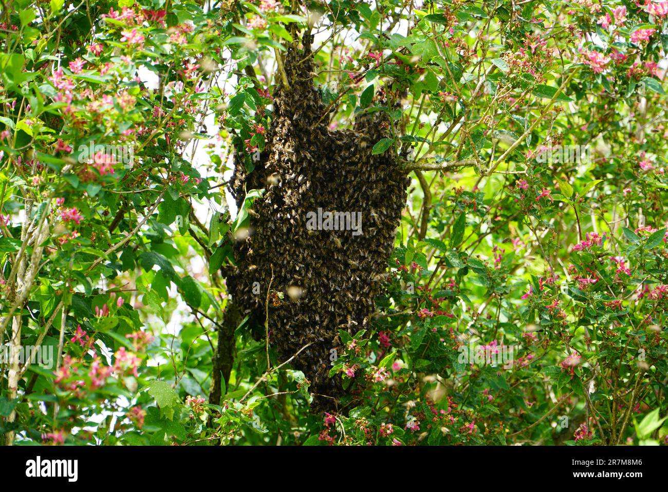 Bee hive hanging from tree hi-res stock photography and images - Alamy