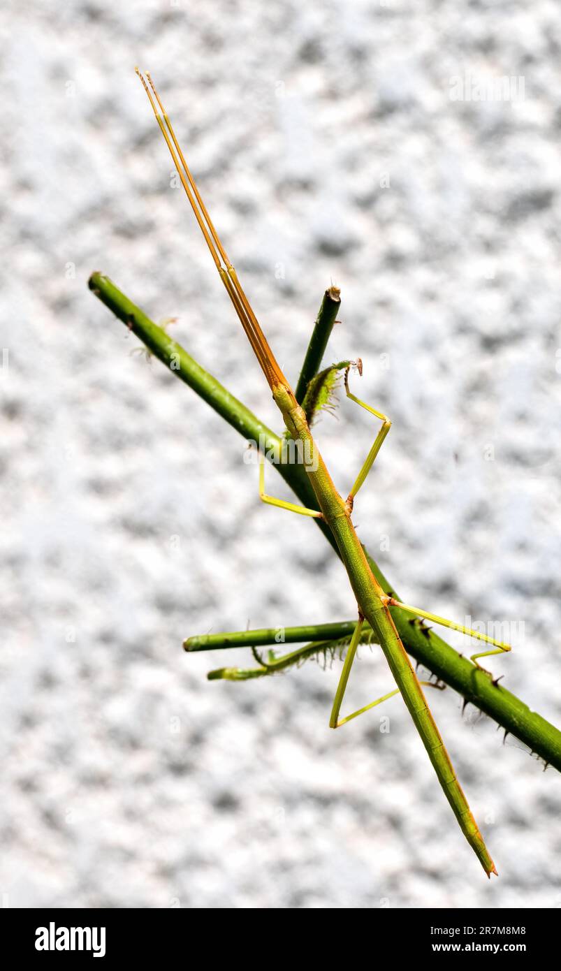 A stick insect clings to a twig of a bush blending in with it's ...