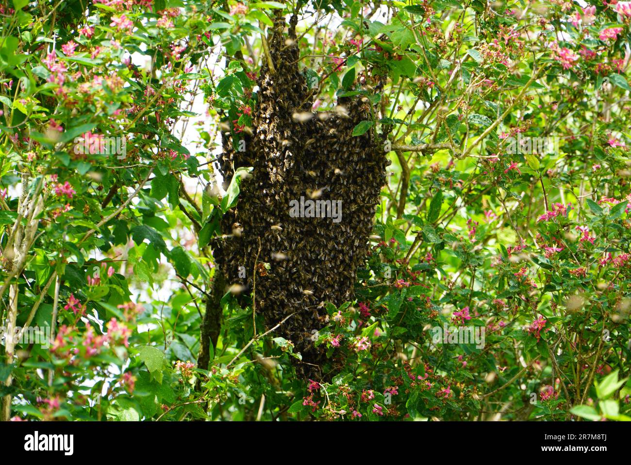 Swarm of Bees hanging in a tree Stock Photo - Alamy