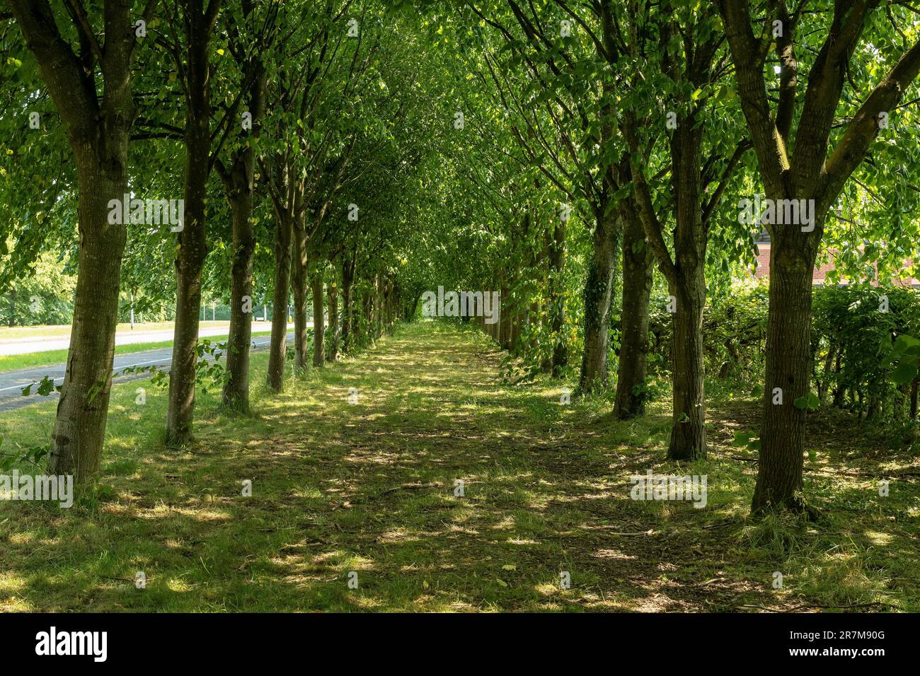 Tree lined avenue of Limes in dappled sunshine Stock Photo - Alamy