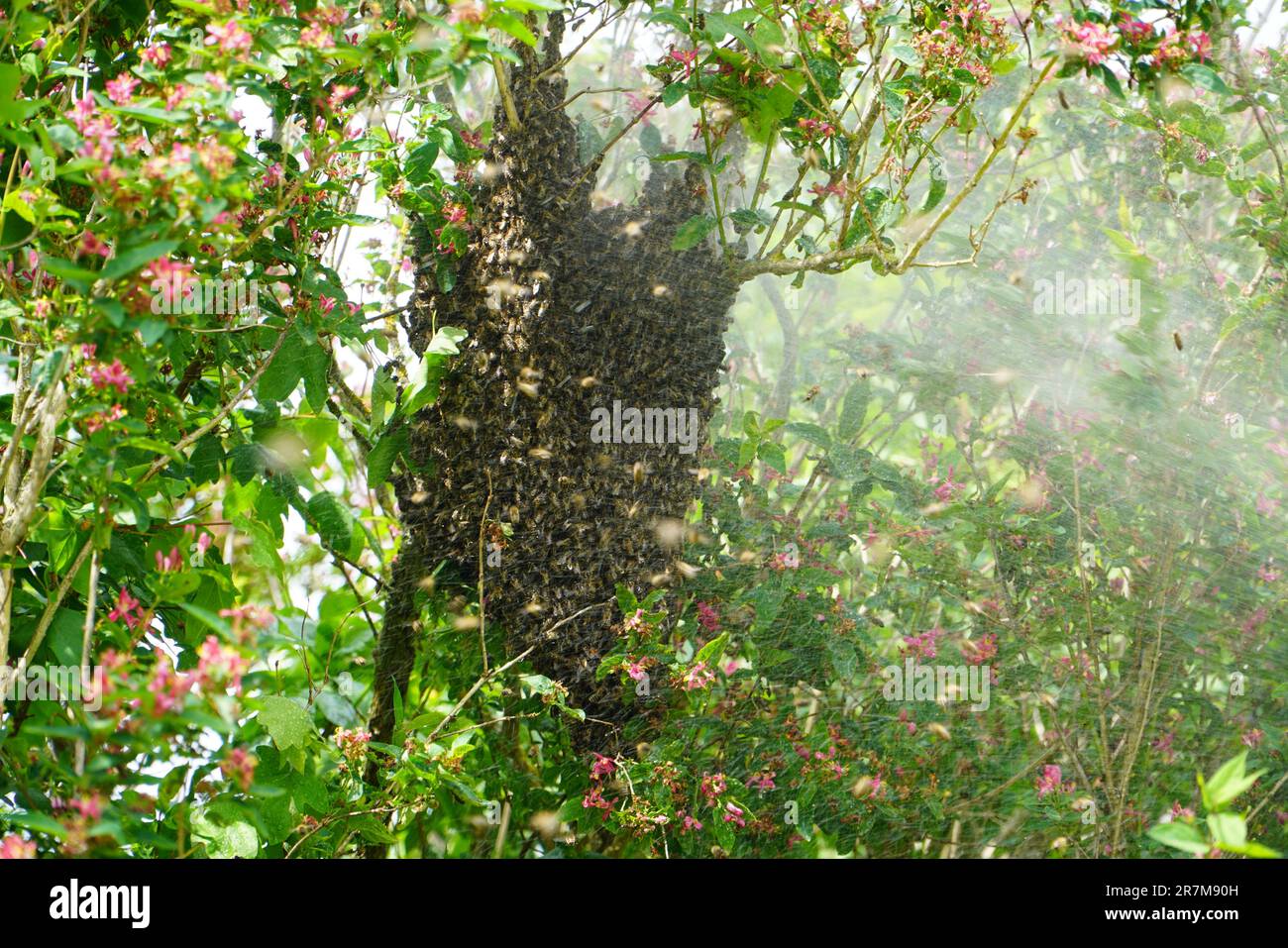 Bee hive hanging from tree hi-res stock photography and images - Alamy