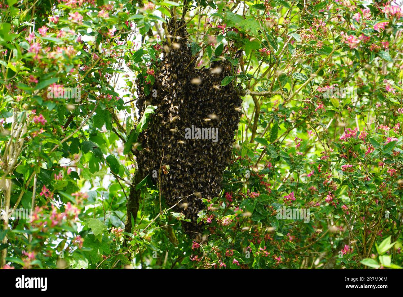 Swarm bees in tree hi-res stock photography and images - Alamy