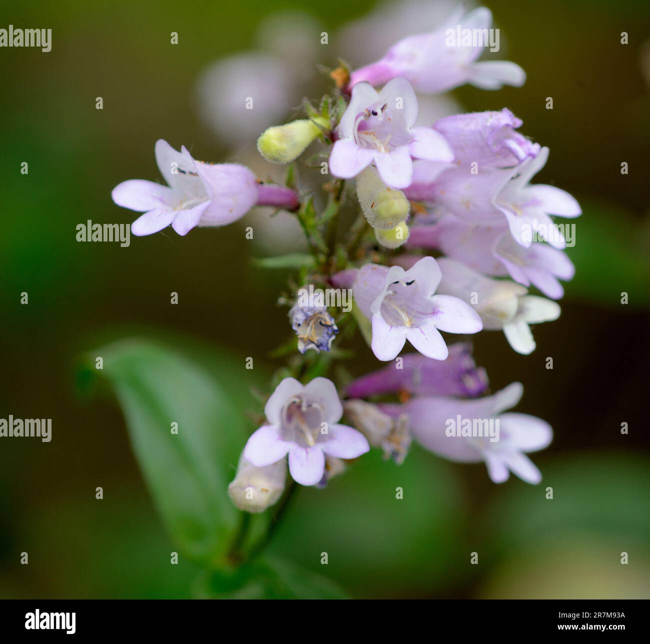 Beardtongue hi-res stock photography and images - Alamy