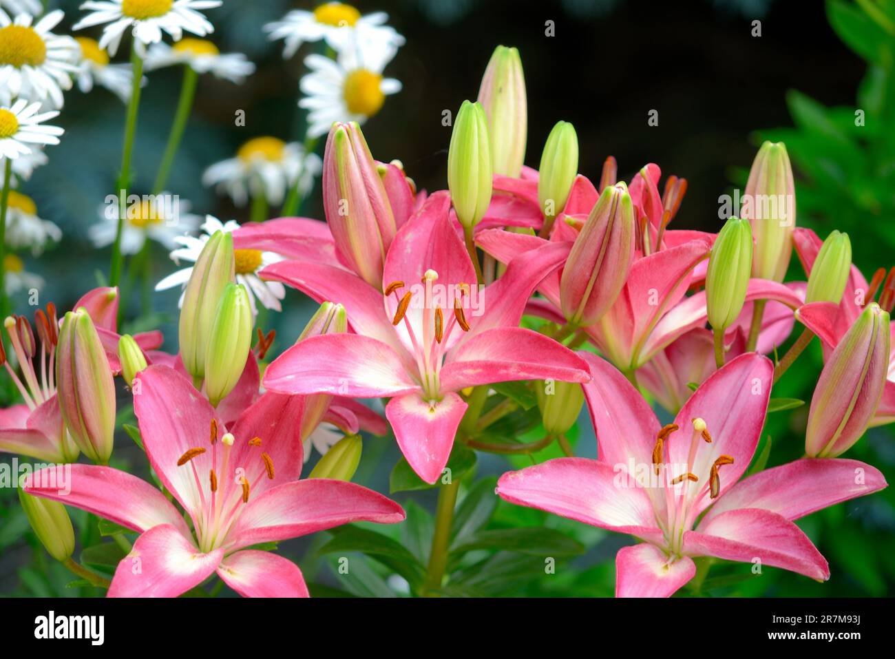 Asiatic lily bulb hi-res stock photography and images - Alamy