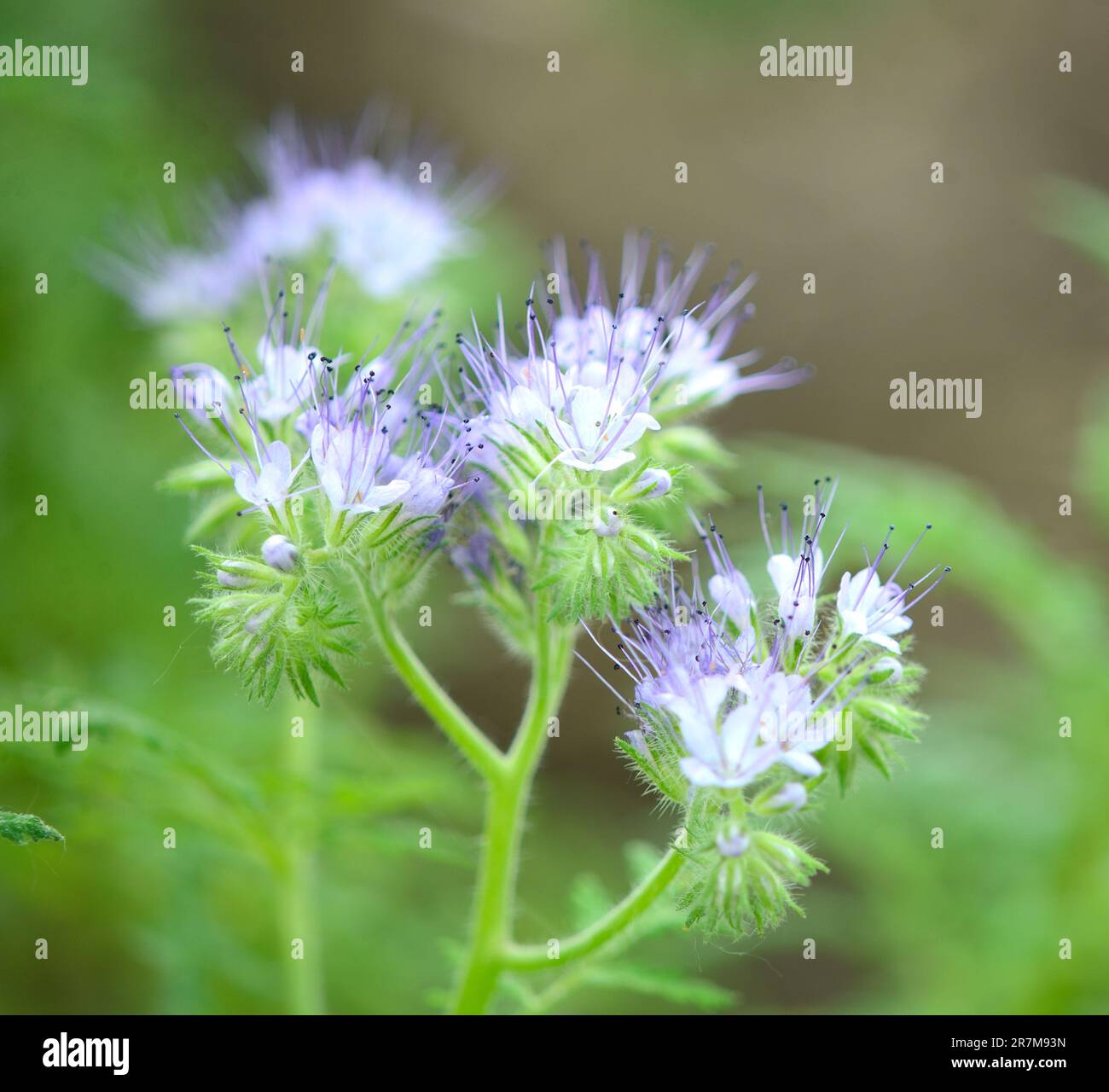Closeup image of Fernleaf Fiddleneck (Phacelia tanacetifolia Stock ...
