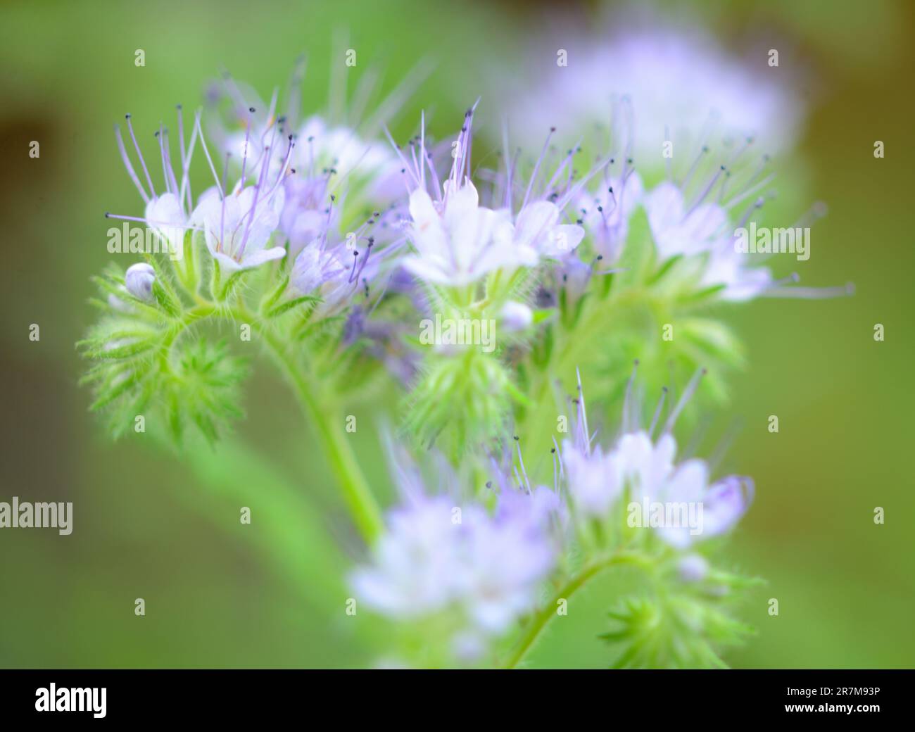 Closeup image of Fernleaf Fiddleneck (Phacelia tanacetifolia Stock ...