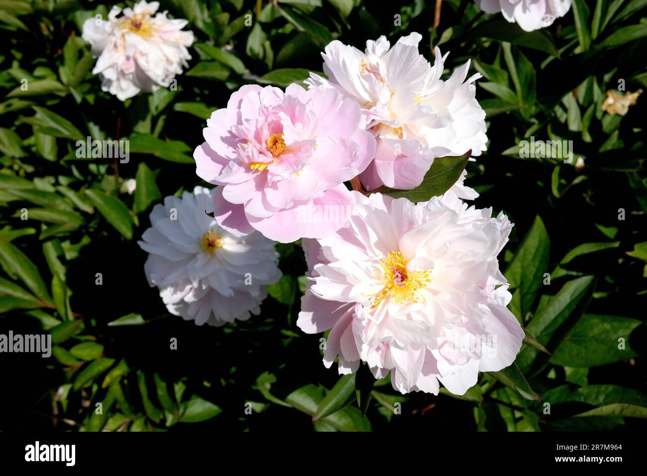 peony flowers and green leaves,kent county,uk june 2023 Stock Photo - Alamy