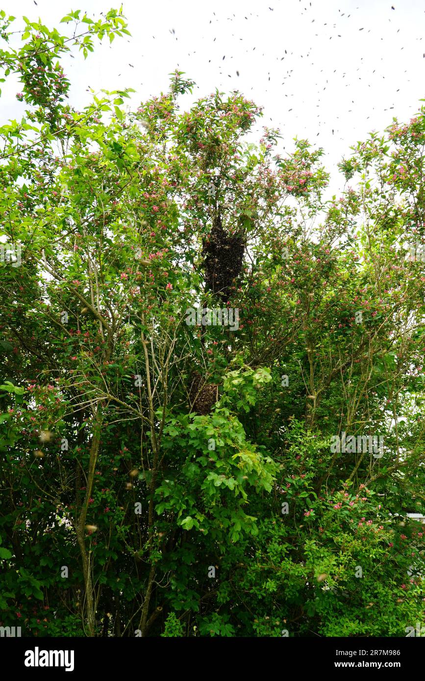 Bee hive hanging from tree hi-res stock photography and images - Alamy