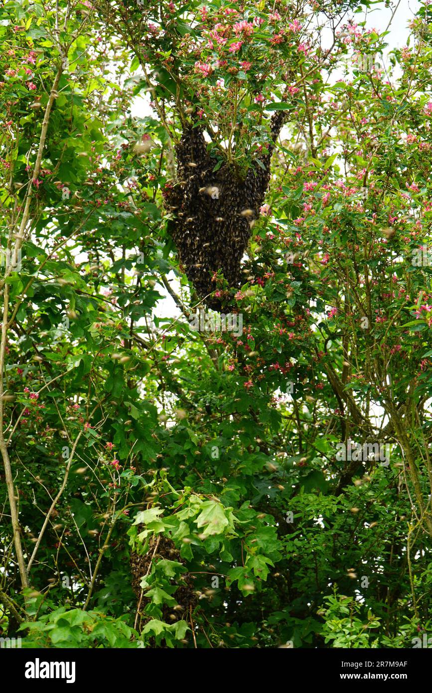 Swarm bees in tree hi-res stock photography and images - Alamy