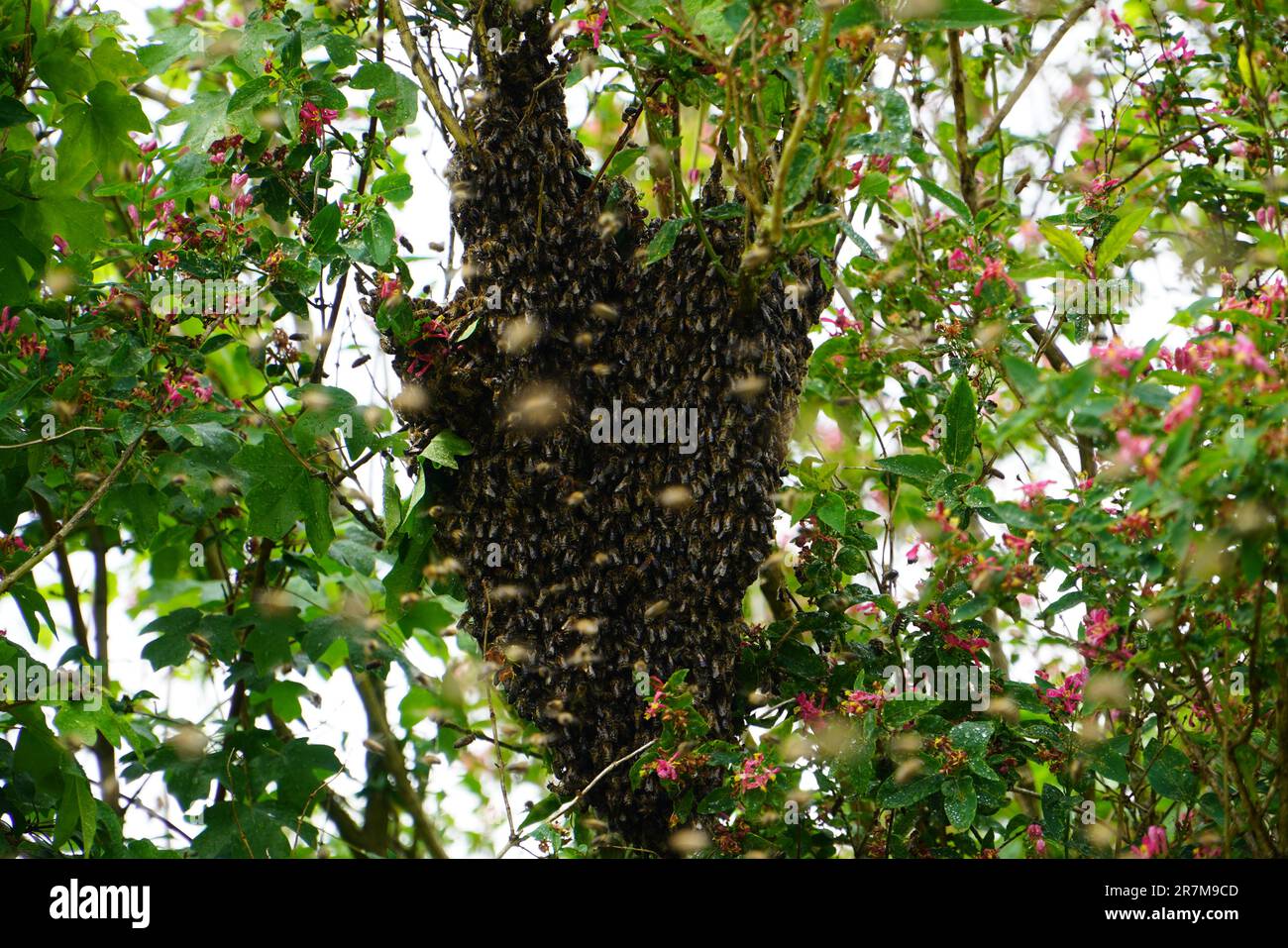 Swarm of Bees hanging in a tree Stock Photo - Alamy