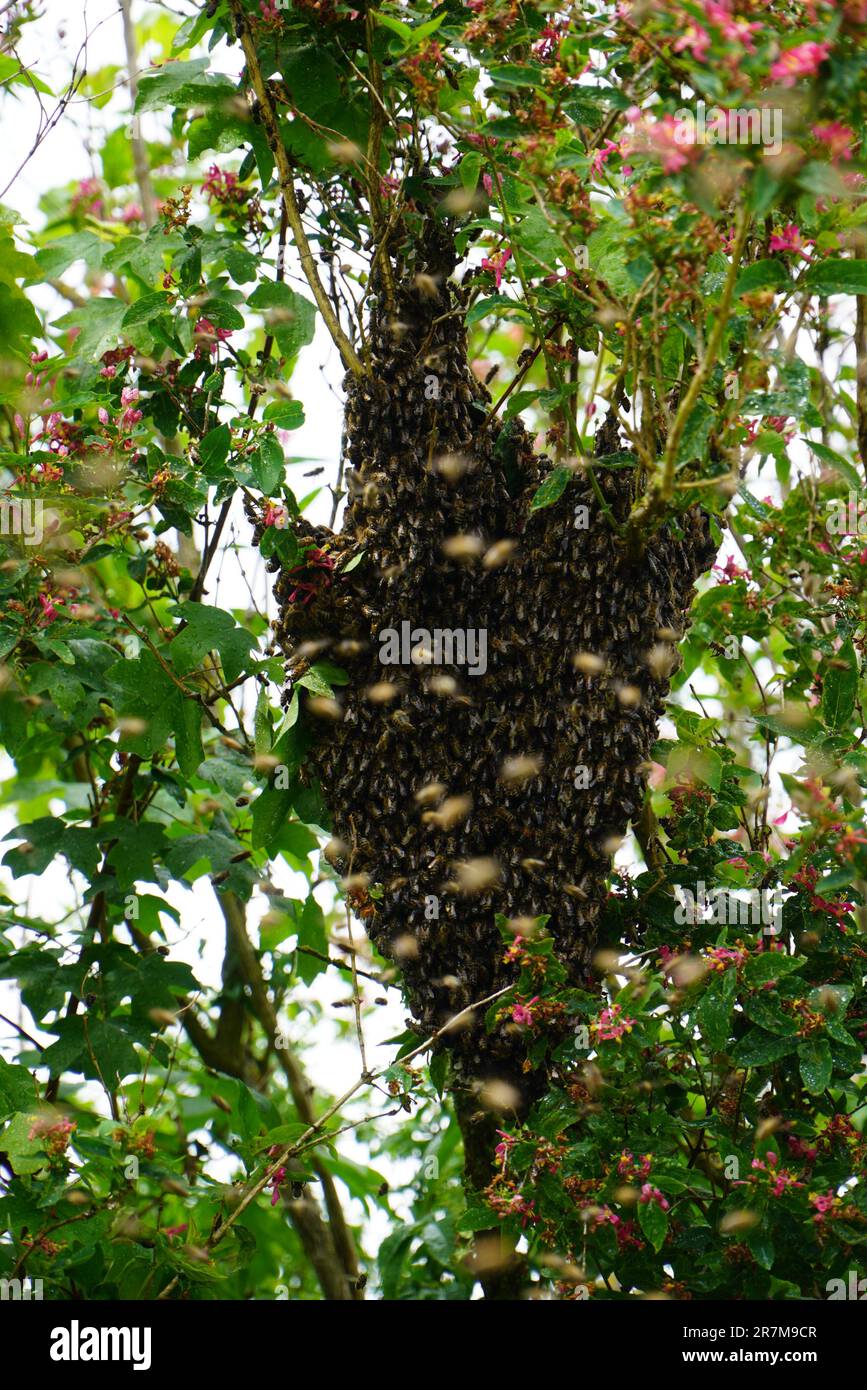 Bee hive hanging from tree hi-res stock photography and images - Alamy