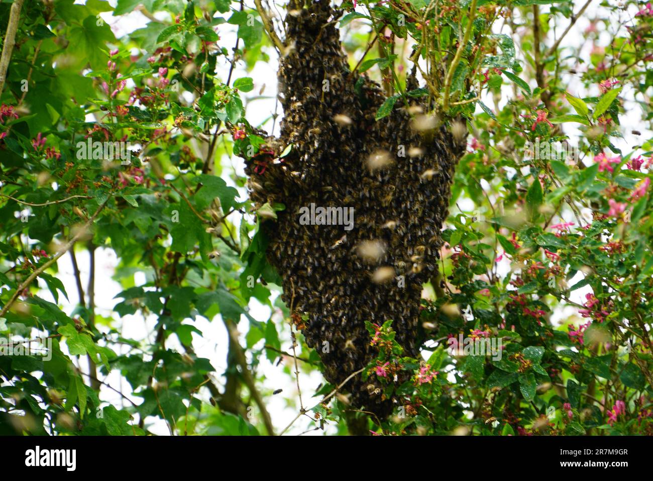 Bee hive hanging from tree hi-res stock photography and images - Alamy