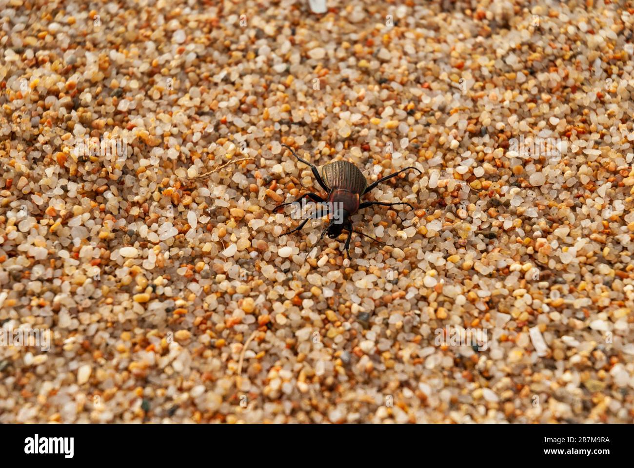Small insect italy hi-res stock photography and images - Alamy