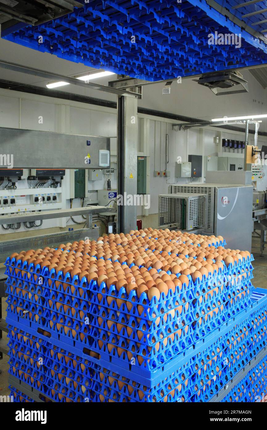 Egg packing uk hi-res stock photography and images - Alamy