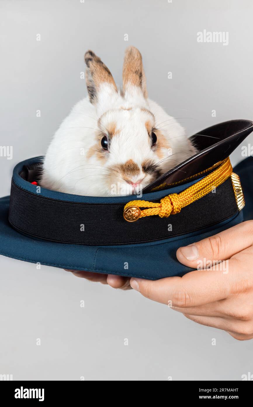 small rabbit is sitting in a military cap, close-up on light background ...