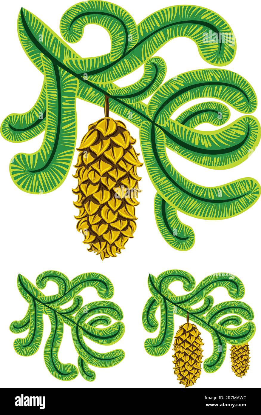 Spruce branches with cones vector set Stock Vector Image & Art - Alamy