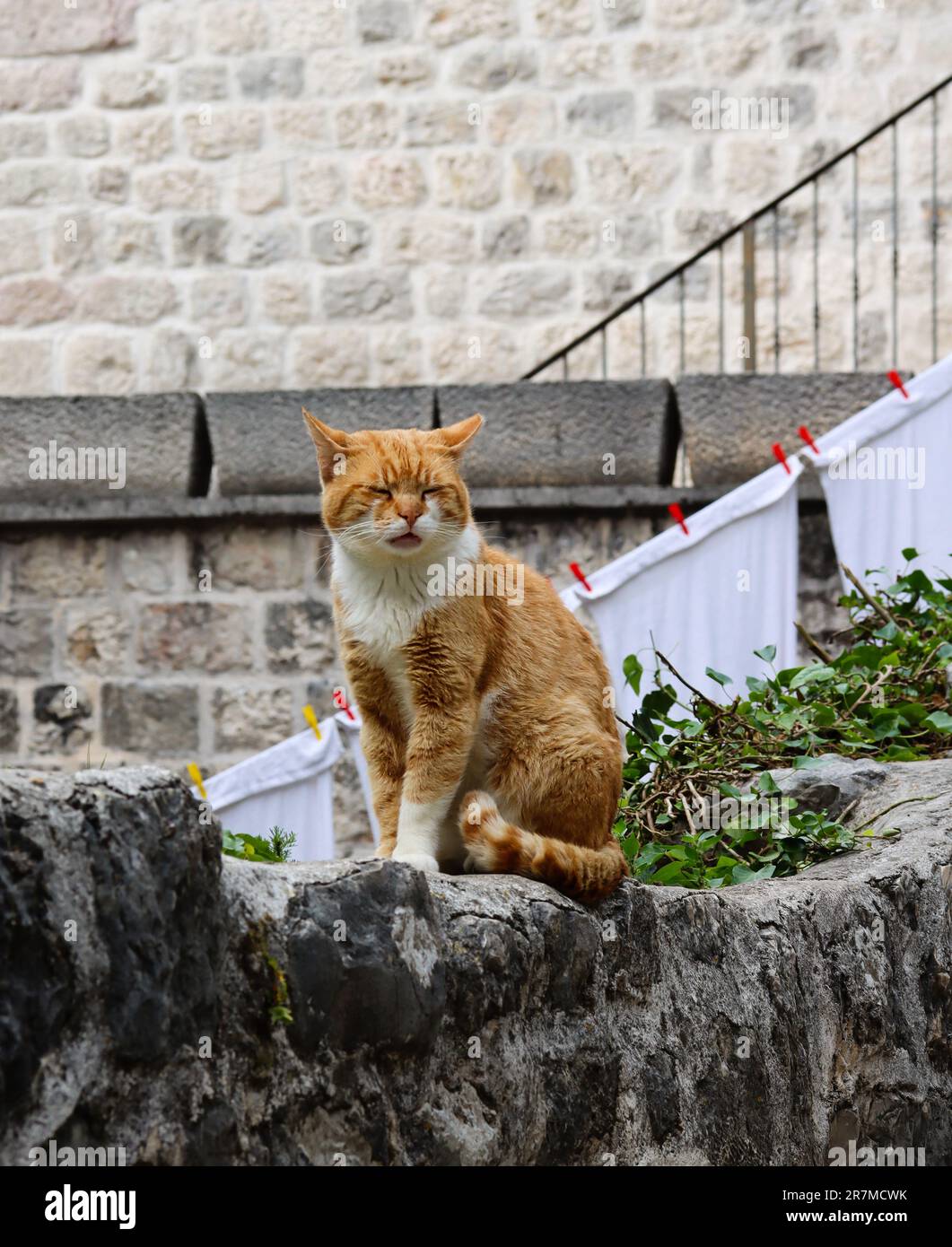 Cat sitting on brick wall in scenic tiny neighborhood in Montenegro at ...