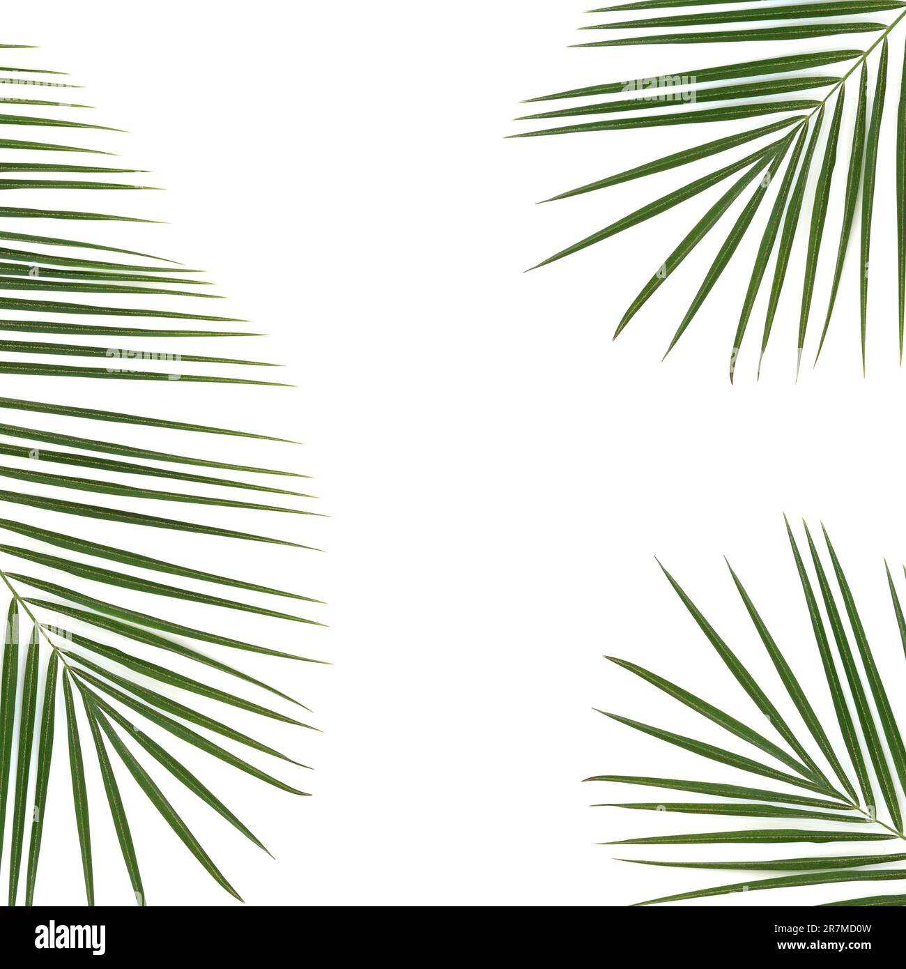 Date palm leaf abstract background frame on white. Natural green leaf ...