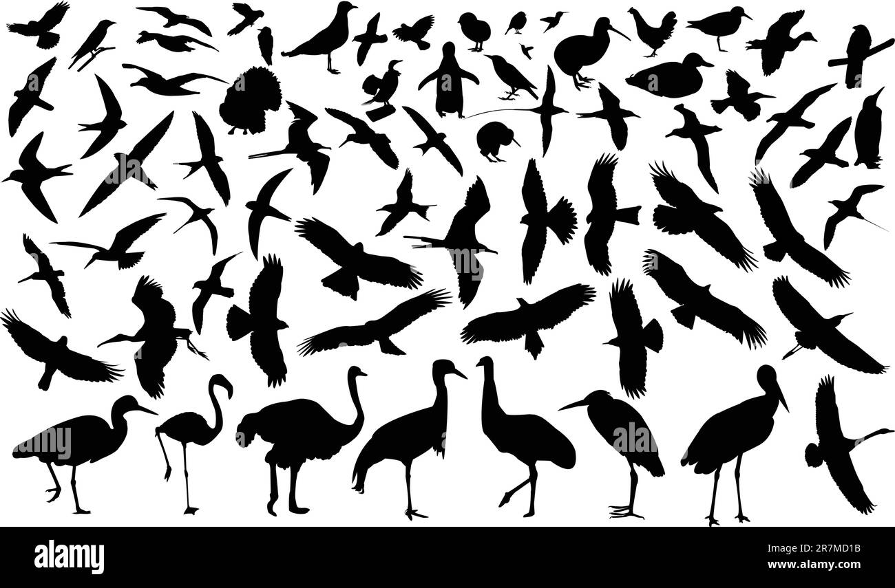Collection of birds silhouette - vector Stock Vector Image & Art - Alamy