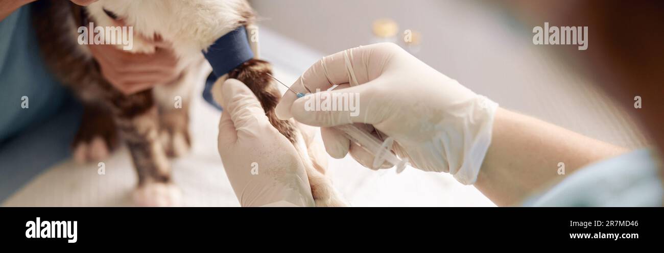 Veterinarian performs injection to cat with tourniquet on paw with ...