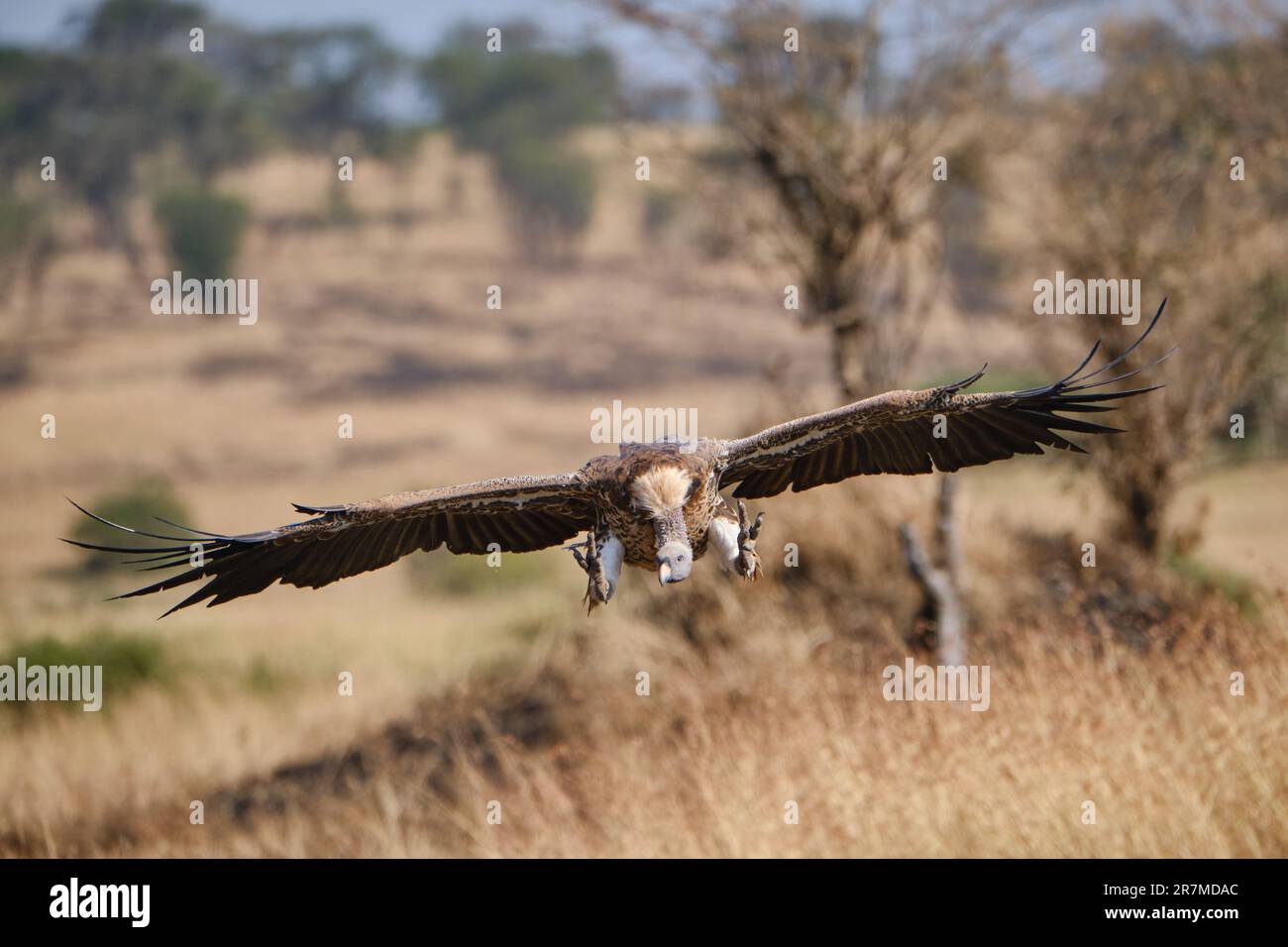 Vulture in flight shortly before landing, captured in savanna Stock ...
