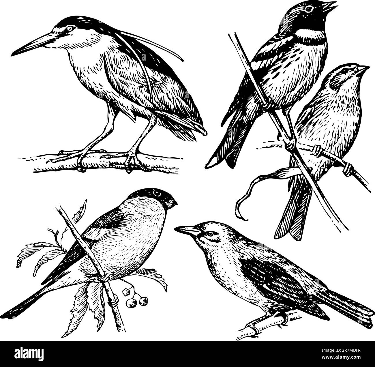 Zoo birds Stock Vector Images - Alamy