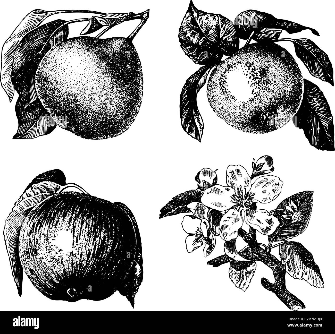 Apple tree branch apples Black and White Stock Photos & Images - Alamy