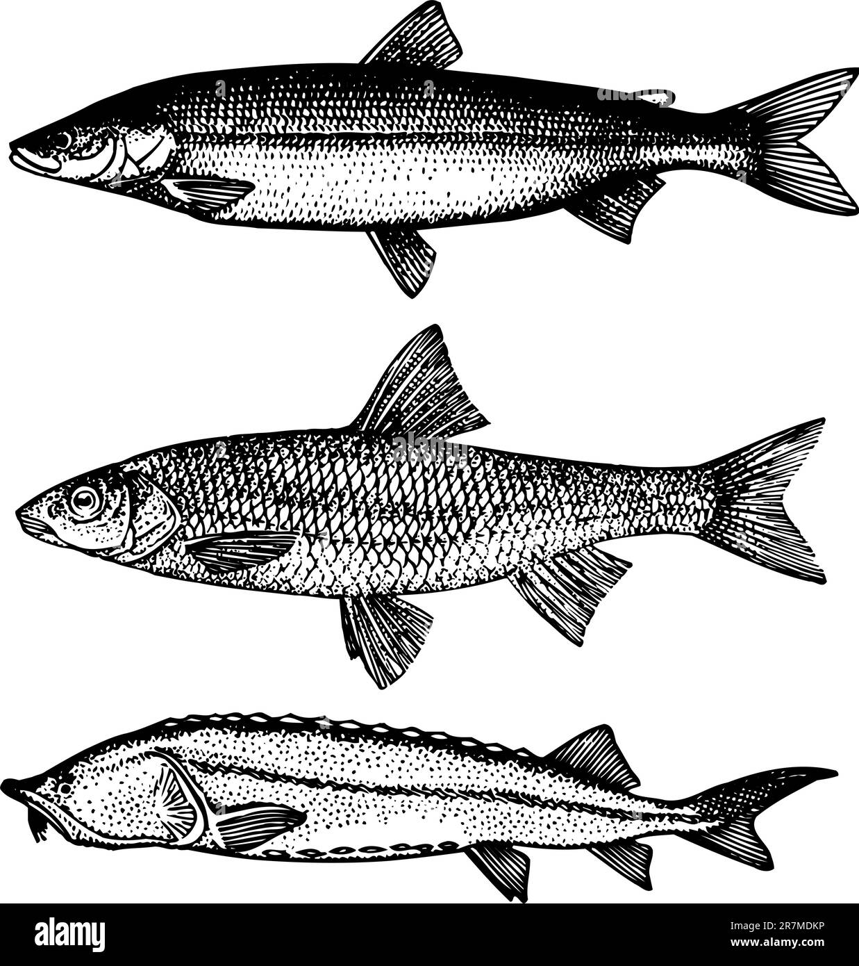 Some fish isolated on white Stock Vector Image & Art - Alamy