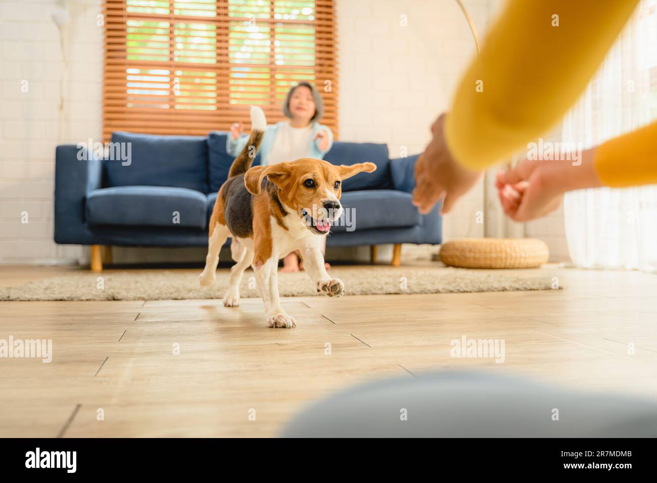 A Beagle puppy, dog running on the floor inside a home during the day ...