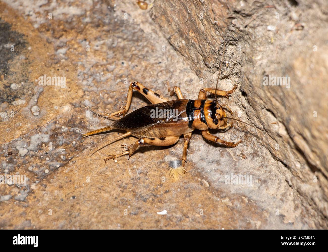 Life Cycle Of A Cricket